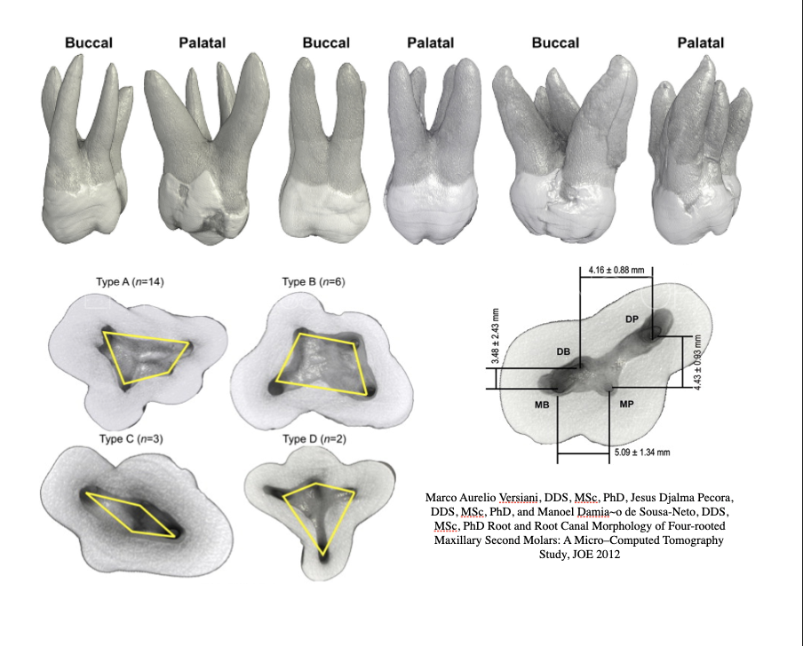 Visual Anatomy Visual Anatomy